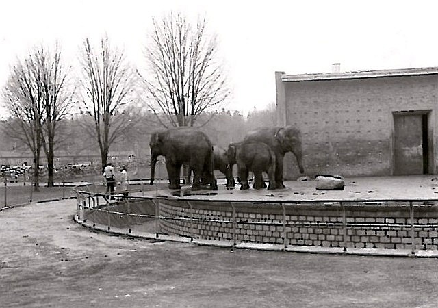 Photo 03: Former elephant exhibit - Copyright © 1970’s by Thorvald Eggers