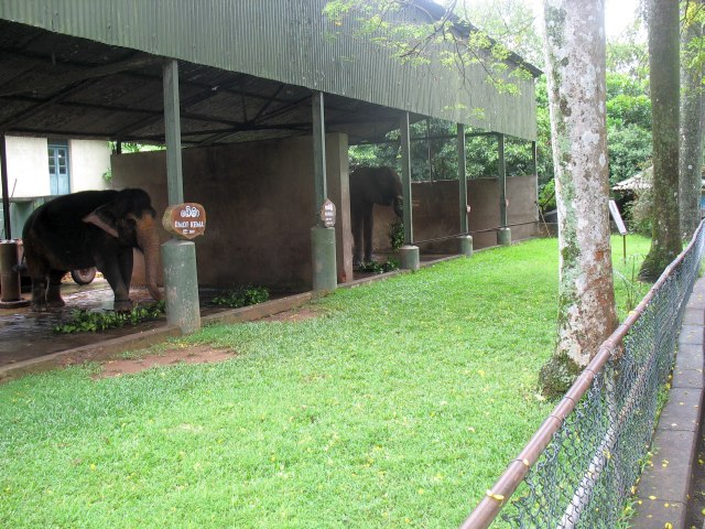 Photo 05: Asian and African elephant - Copyright © 05/2009 by Oleg ...