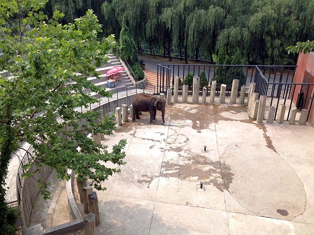 Photo 07: Elephant exhibit - Copyright © 07/2012 by Nicholas W.