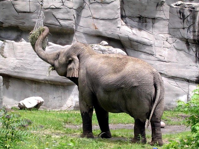 Photo 23: Asian elephant - Copyright © 06/2004 by N. Smilewski