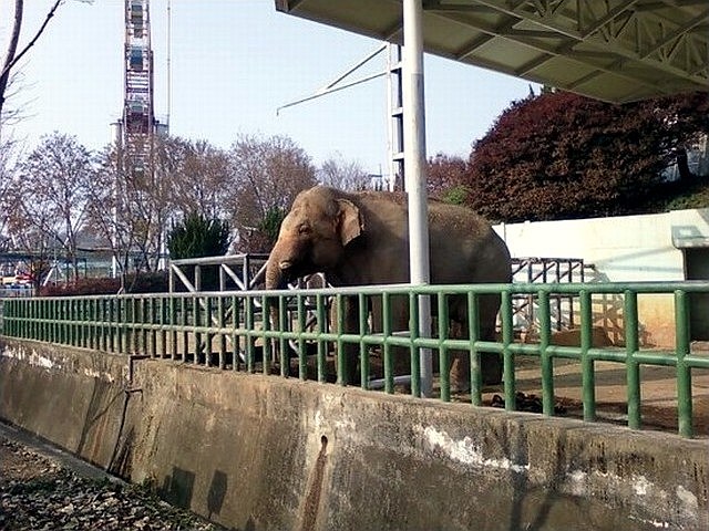 Photo 13: Elephant exhibit - Copyright © 11/2009 by Meo Ho