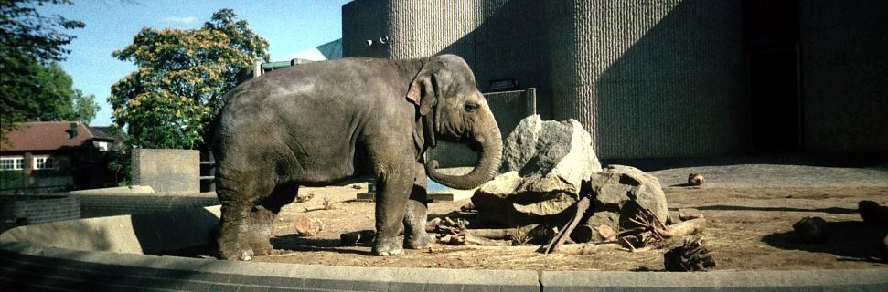 Elephant exhibit in the 1990's