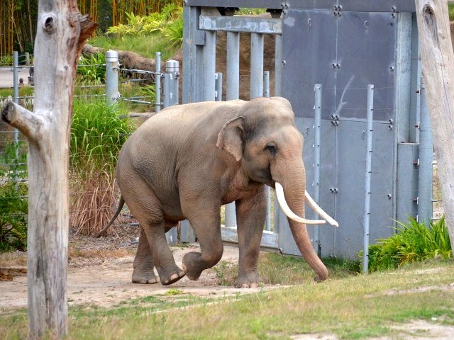 Photo 27: Billy, male elephant - Copyright © 07/2012 by Thilo Cardenas