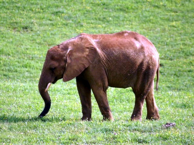 Photo 01: African elephant - Copyright © 05/2011 by Carsten Horn
