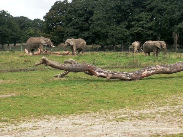 Photo 01: African elephant exhibit - Copyright © 08/2010 by Steven Wilcock