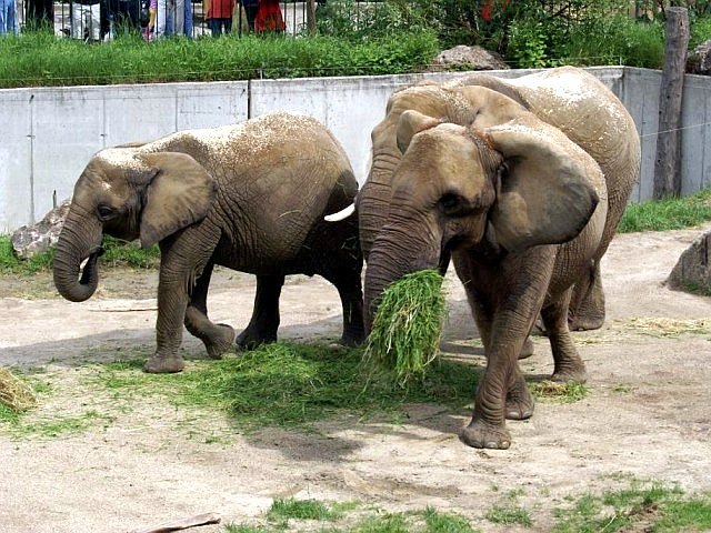 Photo 26: Female African elephants - Copyright © 05/2010 by Carsten Horn