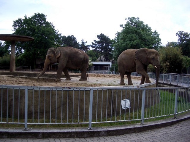 Photo 23: Elephant exhibit - Copyright © 05/2009 by Torsten Jahn