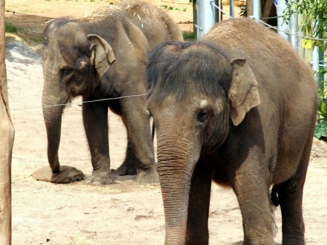 Photo 09: Asian elephants - Copyright © 10/2005 by Richard Giles