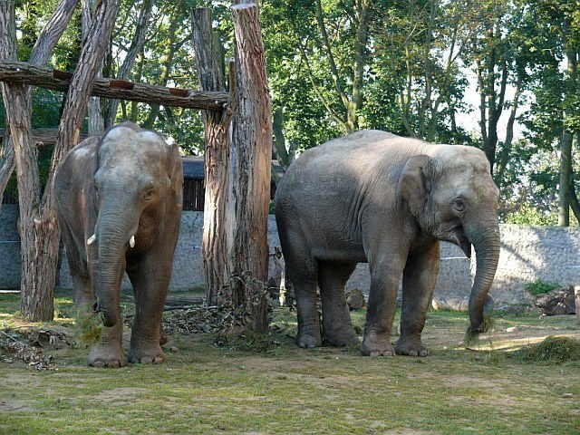 Photo 39: Elephant exhibit - Copyright © 09/2010 by Ireneusz Dabrowski