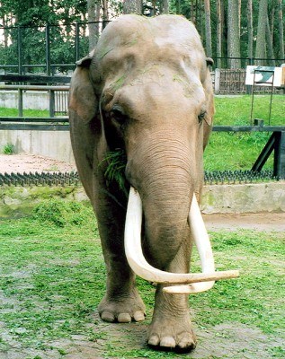 Radza, male elephant 2003