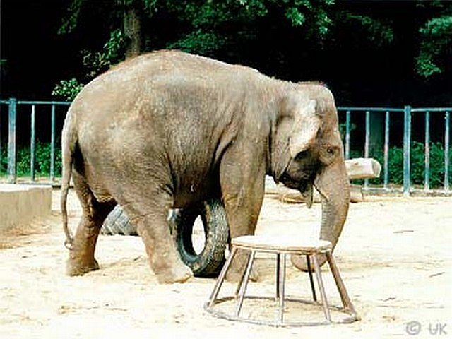 Photo 01: Kira - Copyright © 08/1997 by Ulrike Lucke