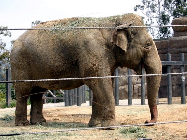 Photo 23: Asian elephant - Copyright © 04/2007 by Shima Tshimanga