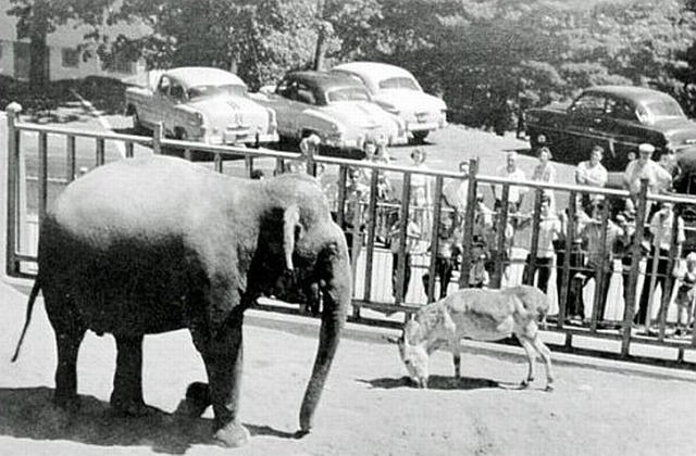 Postcard 01: Tillie and donkey Joshua in the 1950’s