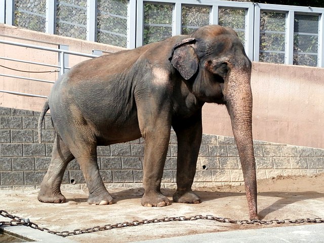 Photo 33: Anura, male elephant - Copyright © 10/2013 by Tomokazu Doigami