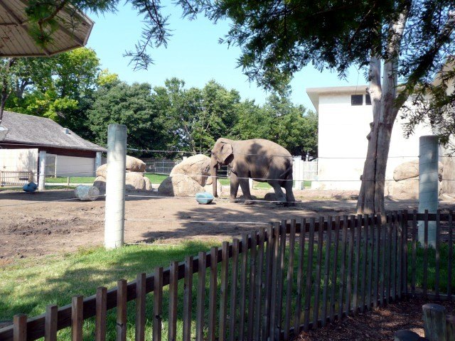 Photo 15: Elephant exhibit - Copyright © 07/2008 by John Opgaard
